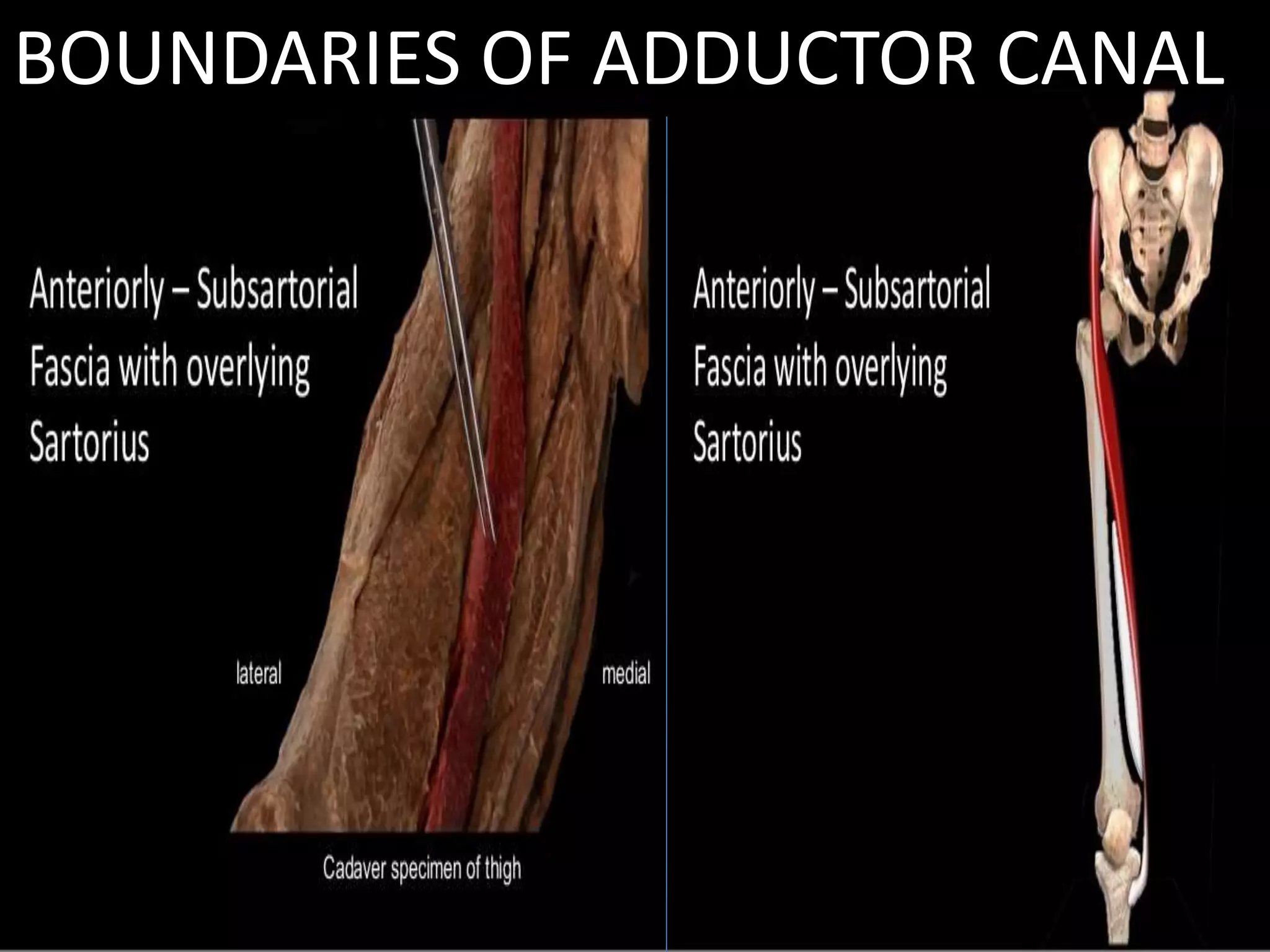 Adductor canal presented by HANNA | PPTX