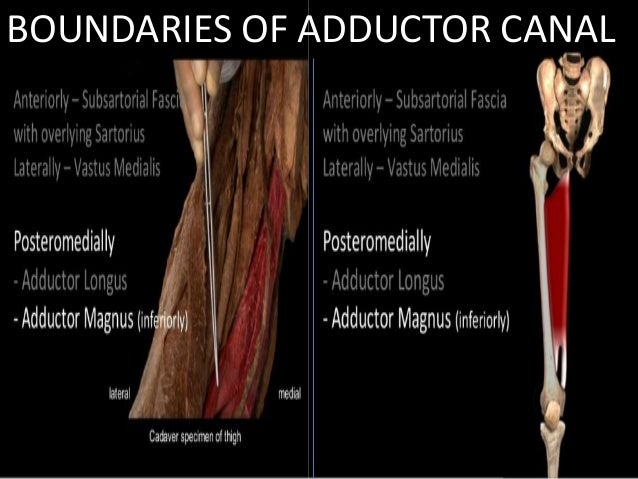 Adductor Canal Presented By Hanna