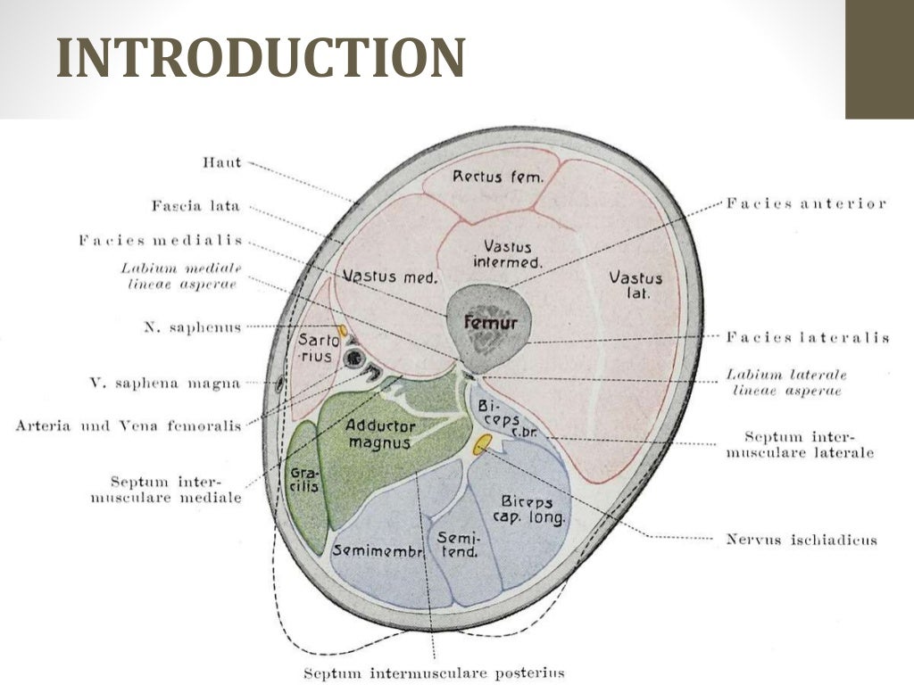 Adductor region.pptx