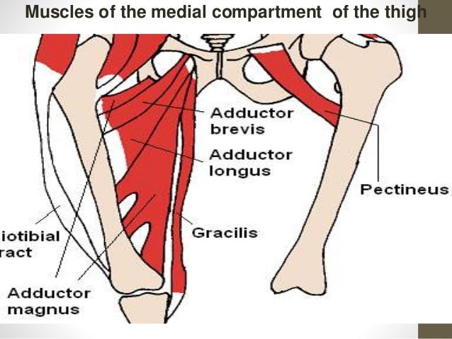 Adductor region.pptx