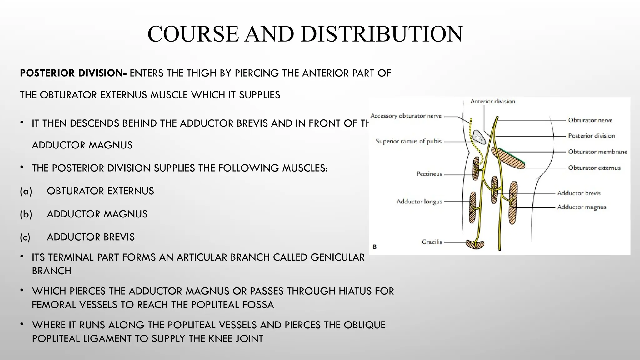 adductorregionofthigh-210317164657 2.pptx
