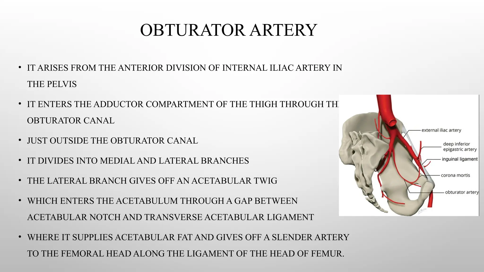 adductorregionofthigh-210317164657 2.pptx