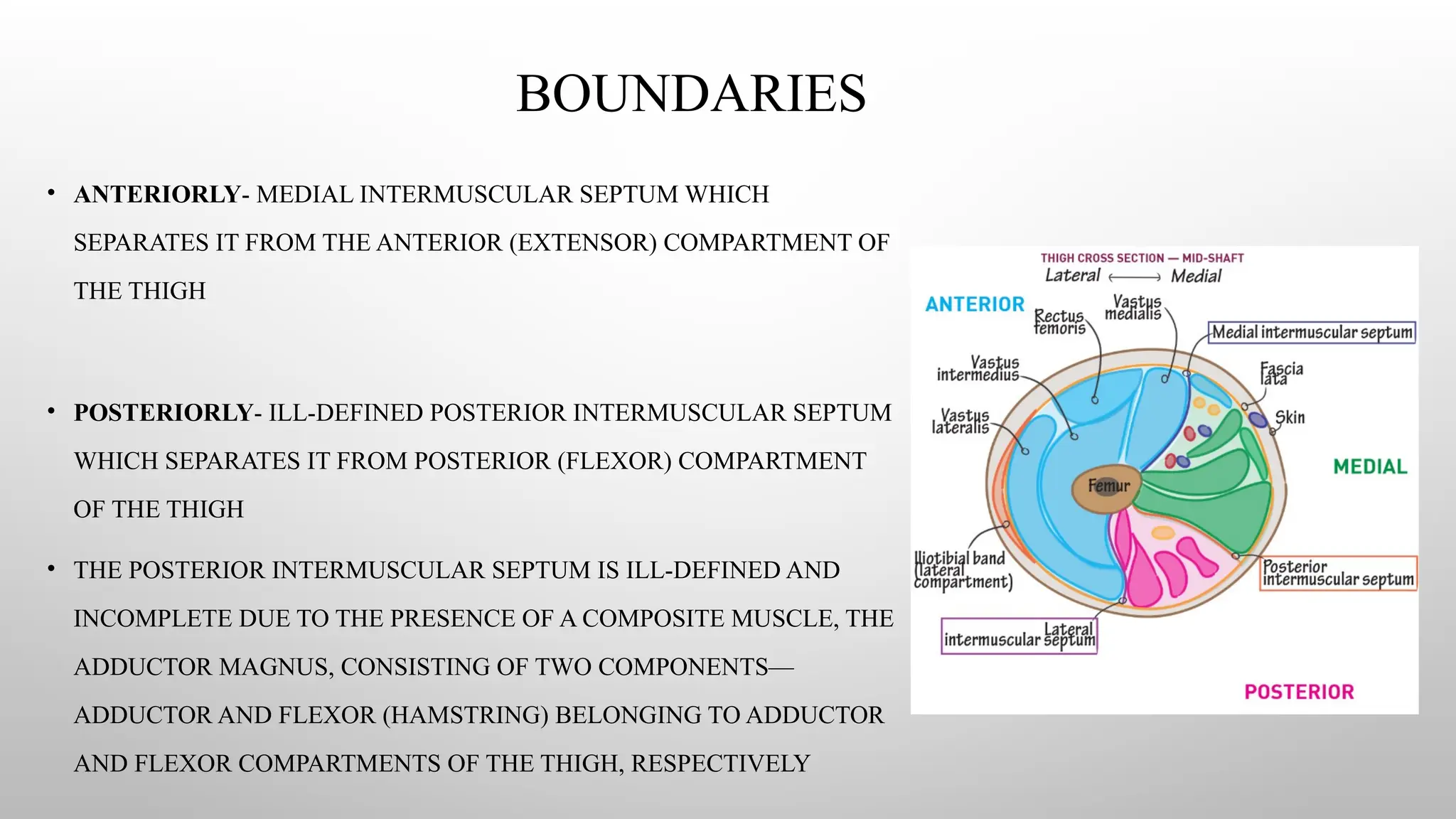 adductorregionofthigh-210317164657 2.pptx