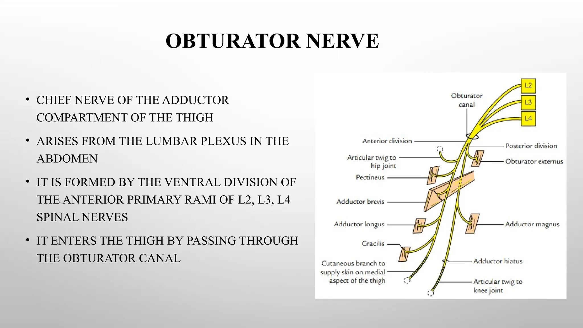 adductorregionofthigh-210317164657 2.pptx