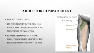 adductorregionofthigh-210317164657 2.pptx