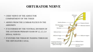adductorregionofthigh-210317164657 2.pptx