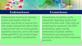 Nuclease enzyme kinetics and thermodynamics by Malik Xufyan | PPTX