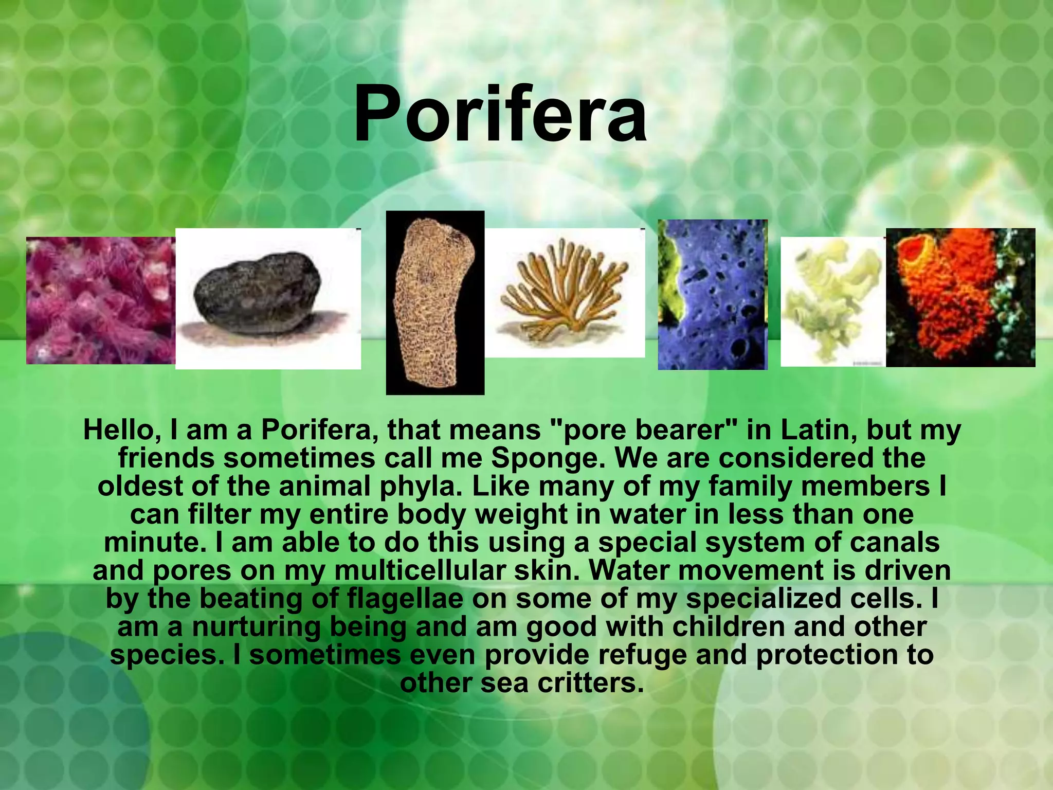 porifera | PPT
