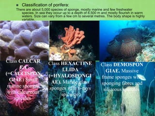 porifera | PPT