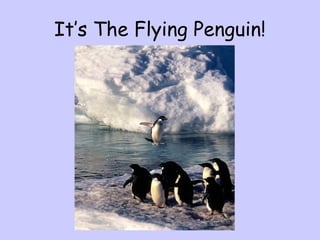 Adelie penguins erica | PPT