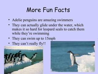 Adelie penguins erica | PPT