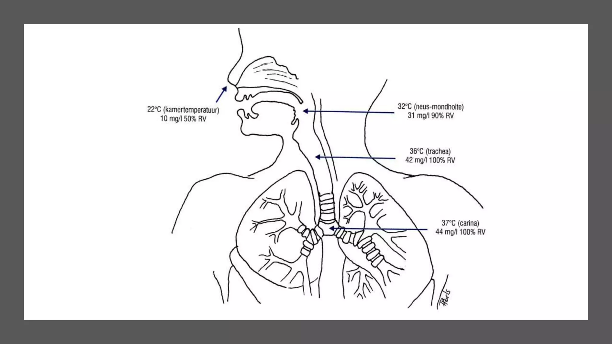 Ademhalingsstelsel: bovenste luchtwegen | PPTX