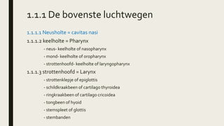 Ademhalingsstelsel: bovenste luchtwegen | PPTX