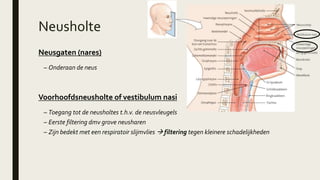 Ademhalingsstelsel: bovenste luchtwegen | PPTX