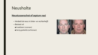 Ademhalingsstelsel: bovenste luchtwegen | PPTX