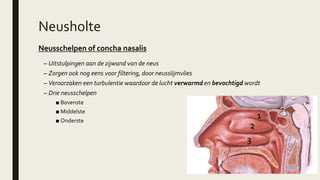 Ademhalingsstelsel: bovenste luchtwegen | PPTX