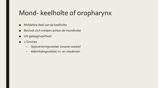 Ademhalingsstelsel: bovenste luchtwegen | PPTX