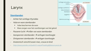 Ademhalingsstelsel: bovenste luchtwegen | PPTX