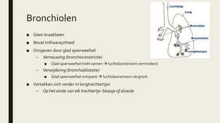 Ademhalingsstelsel: onderste luchtwegen en longen | PPTX