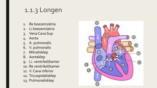Ademhalingsstelsel: onderste luchtwegen en longen | PPTX | Lung and ...
