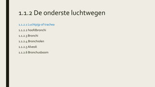 Ademhalingsstelsel: onderste luchtwegen en longen | PPTX | Lung and ...