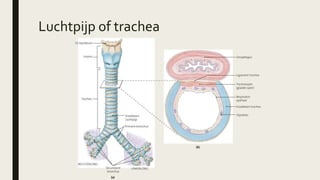 Ademhalingsstelsel: onderste luchtwegen en longen | PPTX | Lung and ...