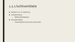 fysiologie van het ademhalingsstelsel | PPTX