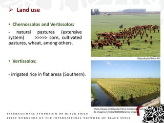 Black Soils in Brazil - Ademir Fontana | PDF