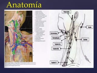 Adenitis Cervical | PPTX