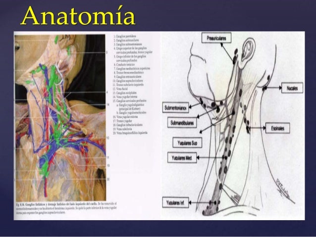 Adenitis Cervical