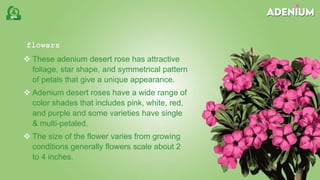 Adenium ppt.pptx
