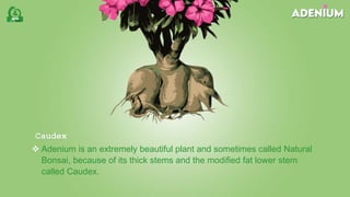 Adenium ppt.pptx