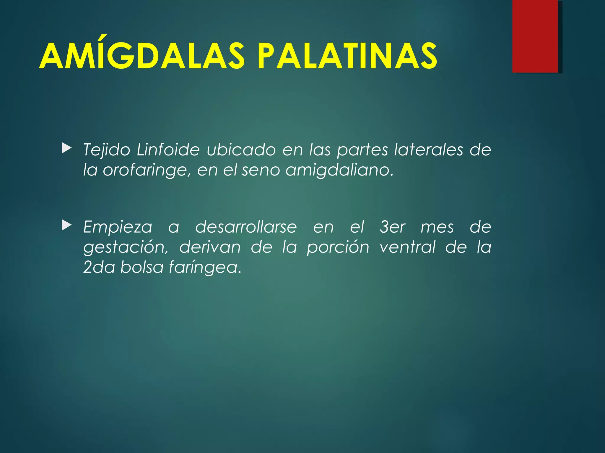 ADENOIDECTOMÍA AMIGDALECTOMÍA | PPT | Ear, Nose and Throat Conditions ...