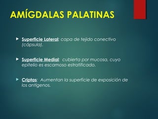 ADENOIDECTOMÍA AMIGDALECTOMÍA | PPT