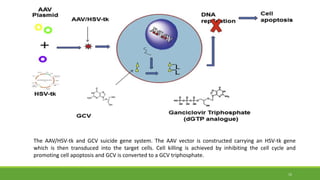 Adeno associated virus mediated cancer gene therapy current status | PPTX