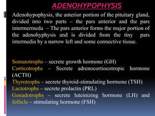 Adenohypophysis | PPTX