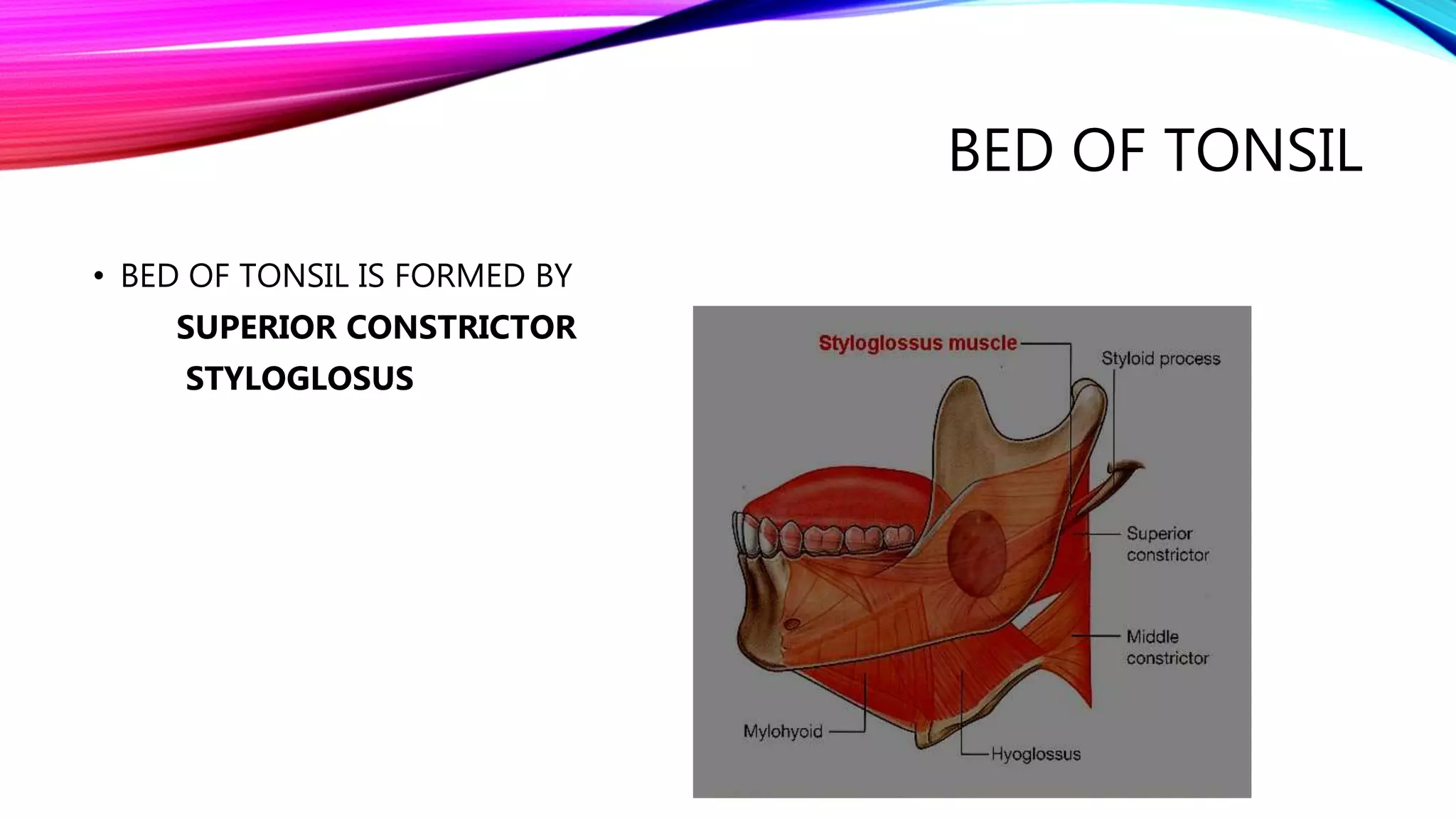 Adenoids,acute and chronic tonsillitis | PPTX