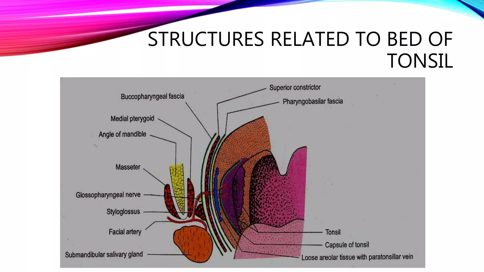 Adenoids,acute and chronic tonsillitis | PPTX