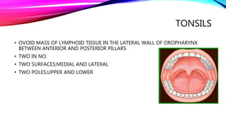 Adenoids,acute and chronic tonsillitis | PPTX
