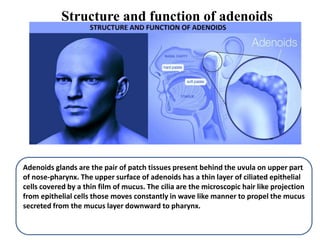 Homeopathic Medicines for ADENOIDS treatment | PPT