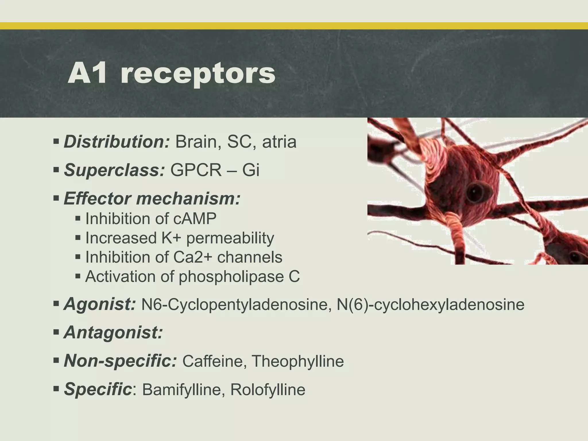 Adenosine | PPTX