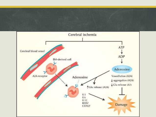 Adenosine | PPTX