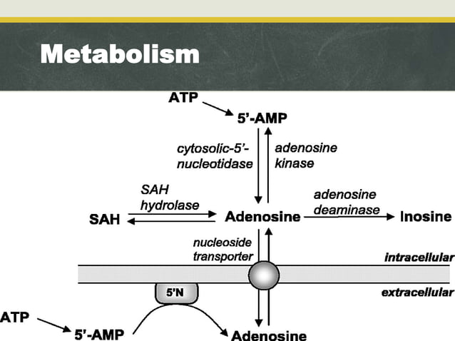 Adenosine | PPTX