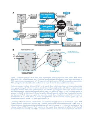Adenosine | PDF
