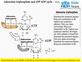Atp Cycle Diagram