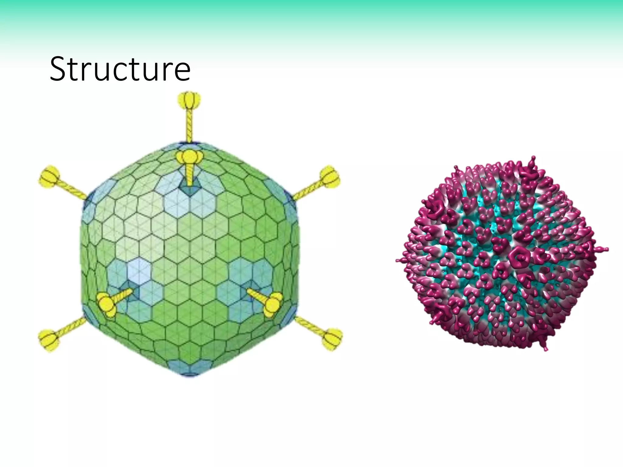 Adenovirus | PDF