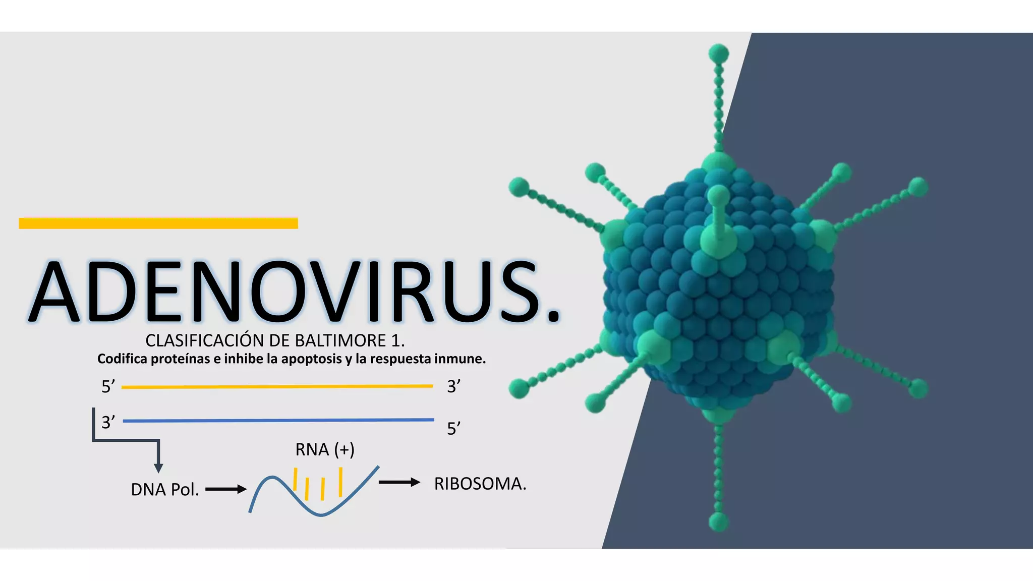 Adenovirus. | PPT