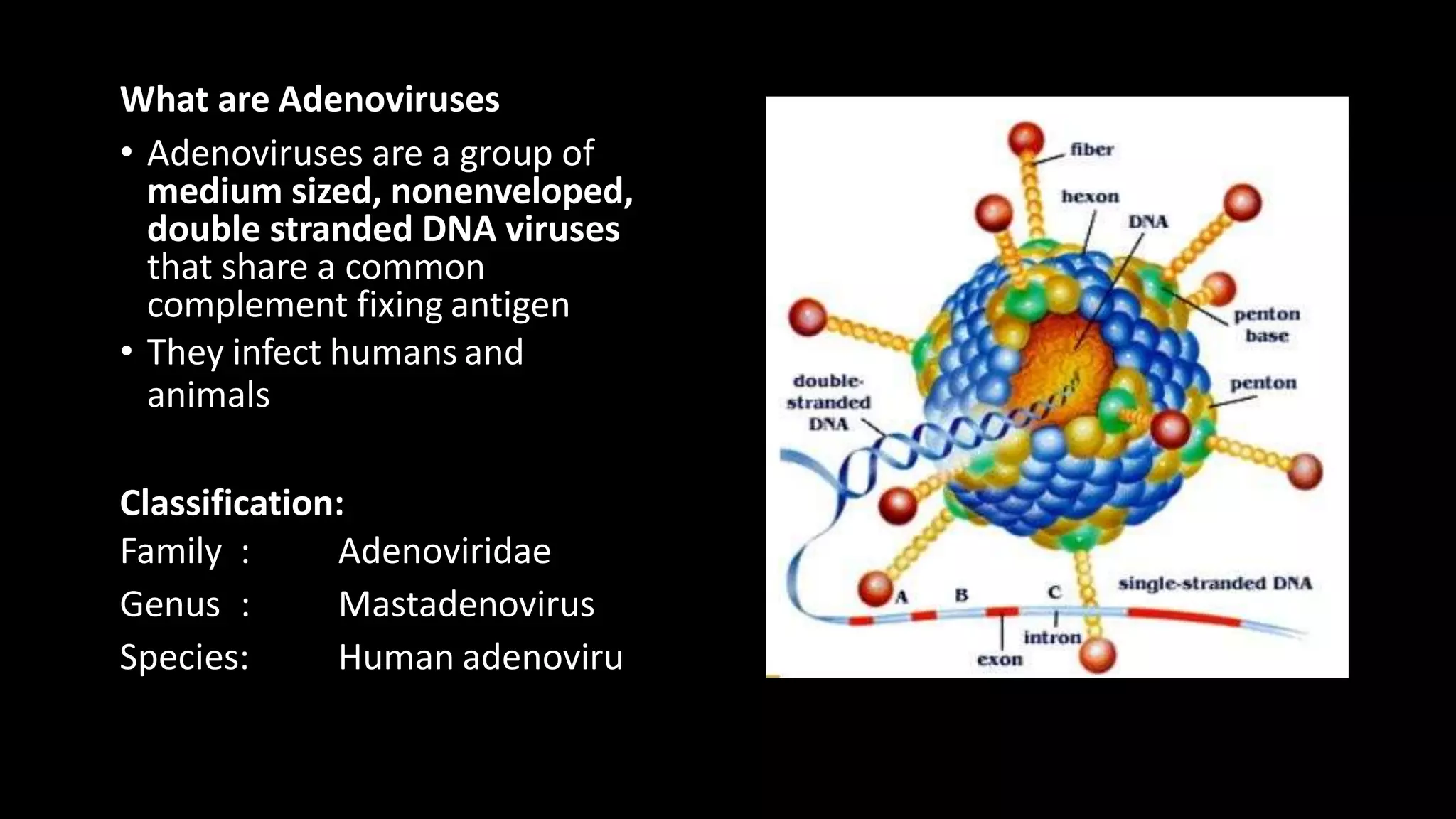 Adenovirus | PPTX