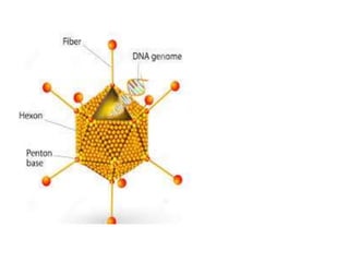Adeno virus | PPTX