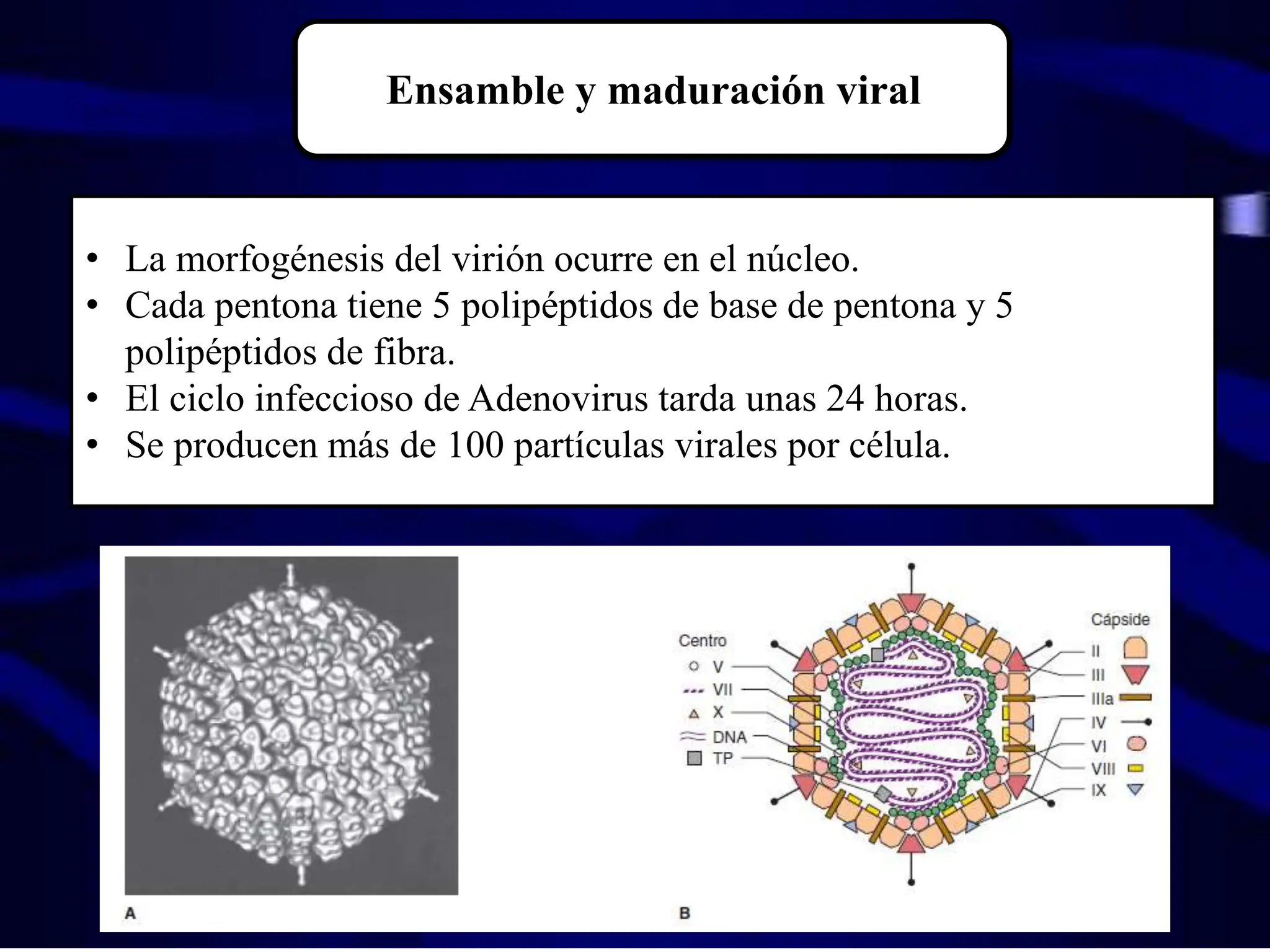 Descripción de Adenovirus Humano. Adenov | PPT